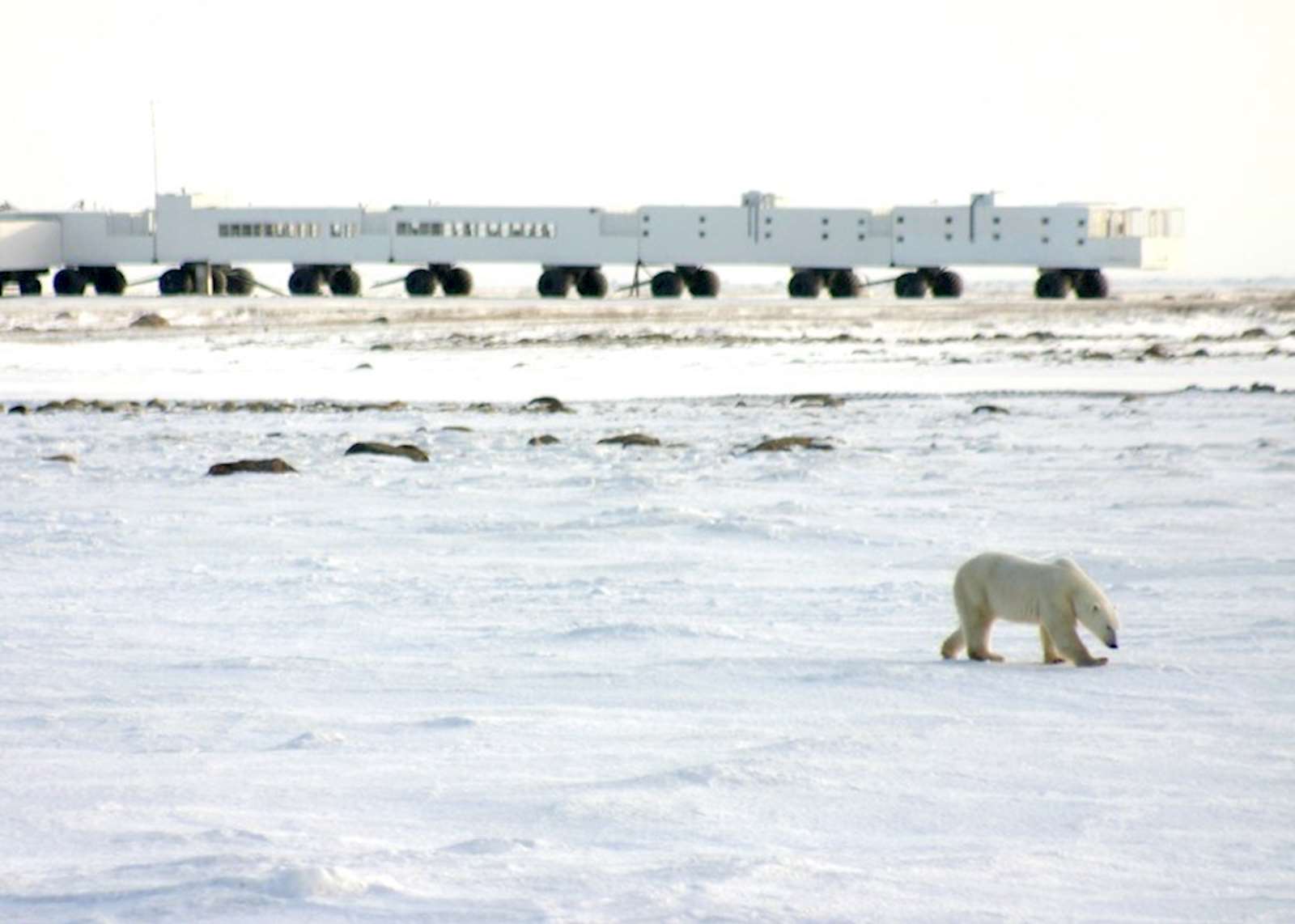 The great polar bear gathering | Audley Travel UK