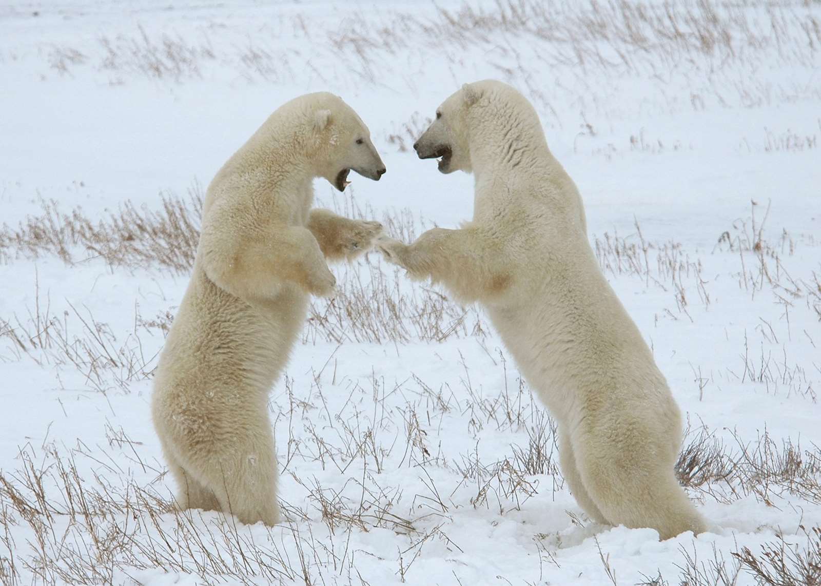 The great polar bear gathering | Audley Travel US