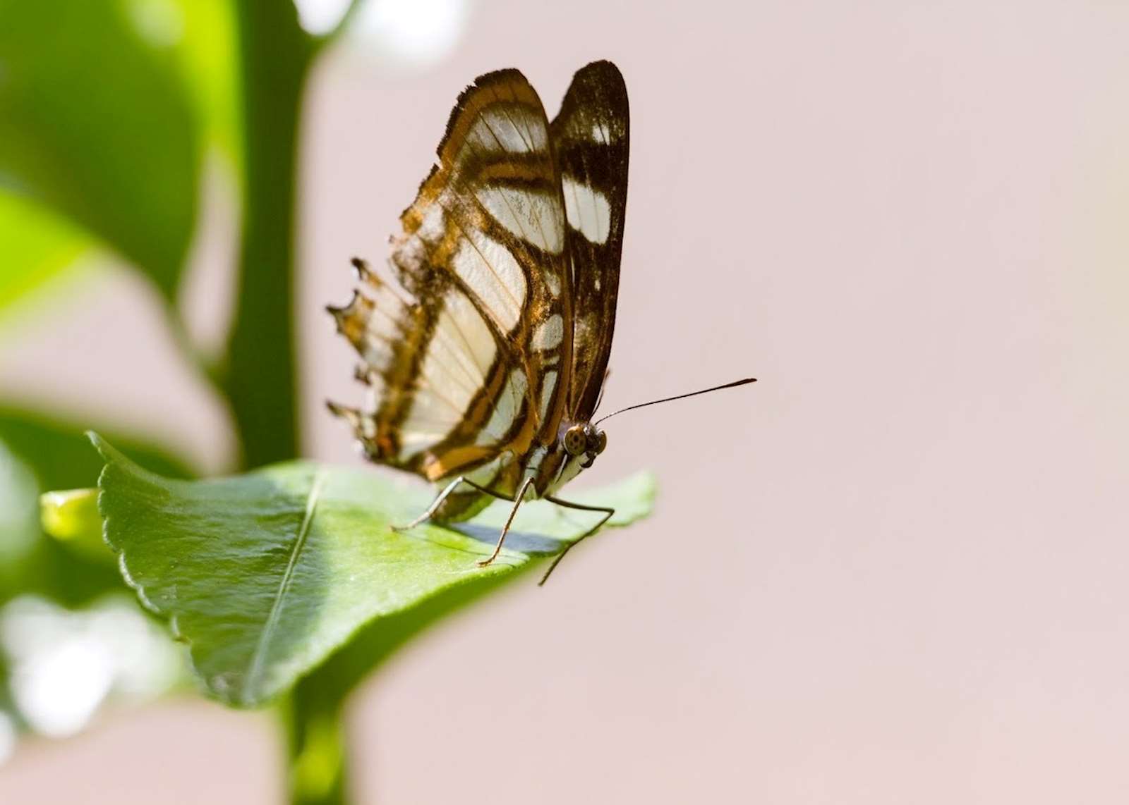 Tailor-Made Holidays To The Incas & Amazon | Audley Travel UK