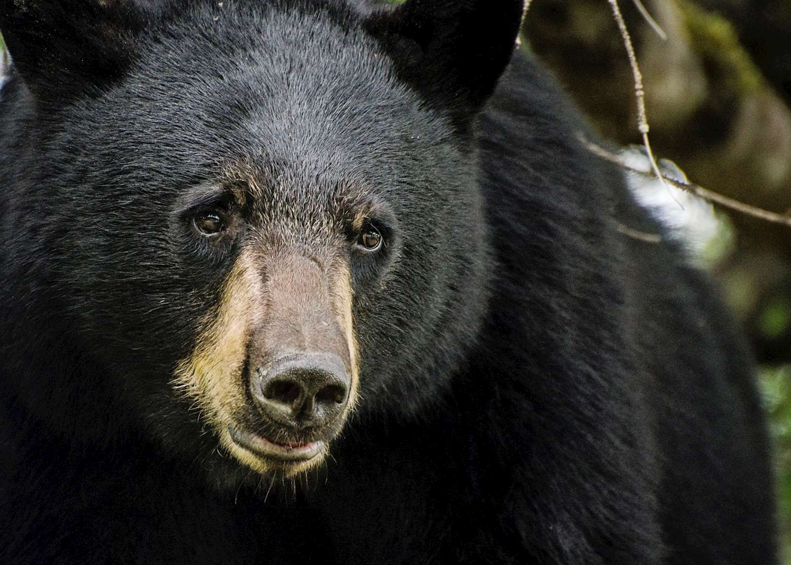 Bears of British Columbia | Audley Travel UK