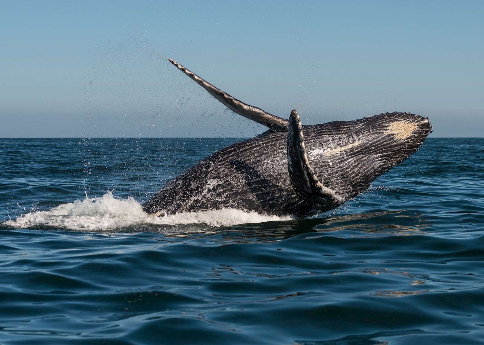Bears & whales of Vancouver Island | Audley Travel UK