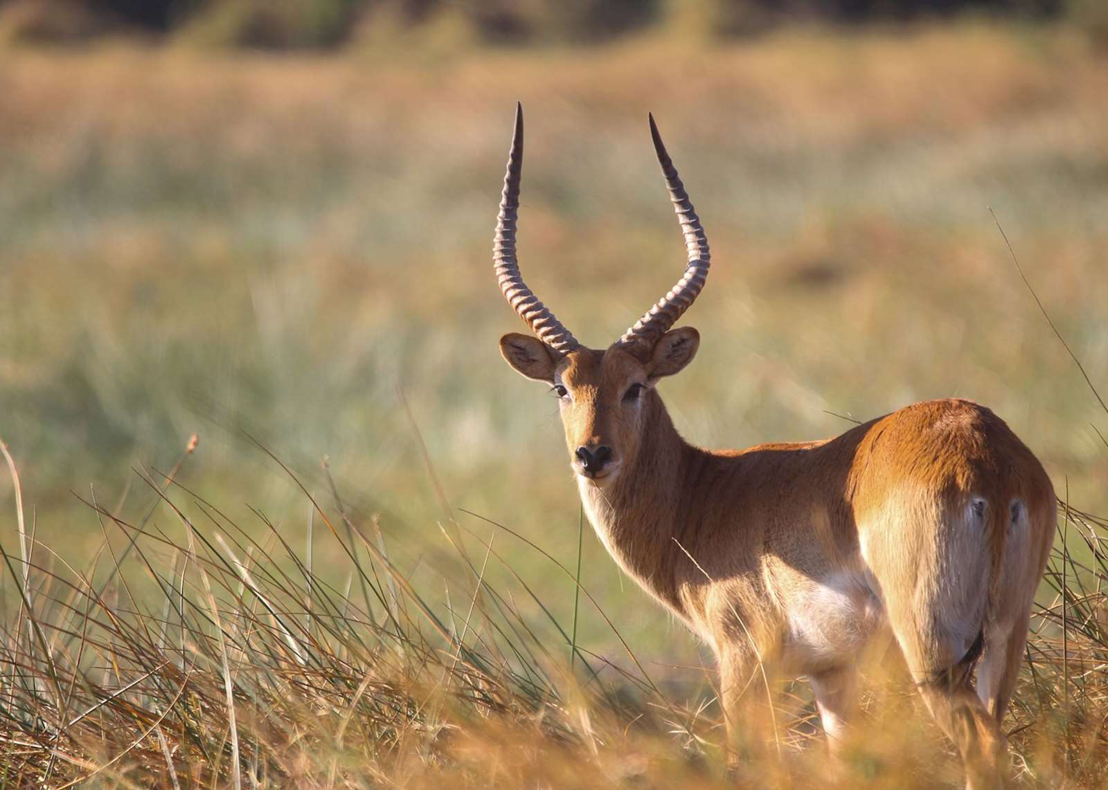 Mobile camping in the Okavango Delta | Audley Travel UK