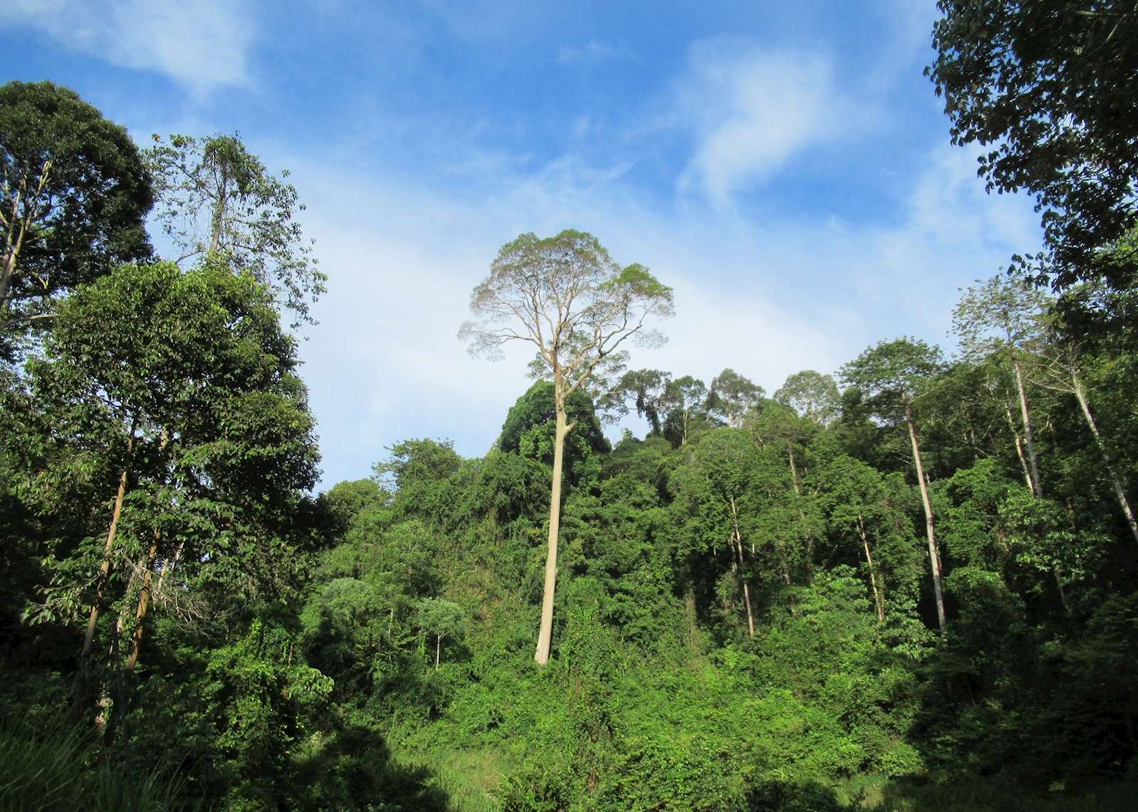 Wild Borneo Tour | Borneo Trip Ideas | Audley Travel US