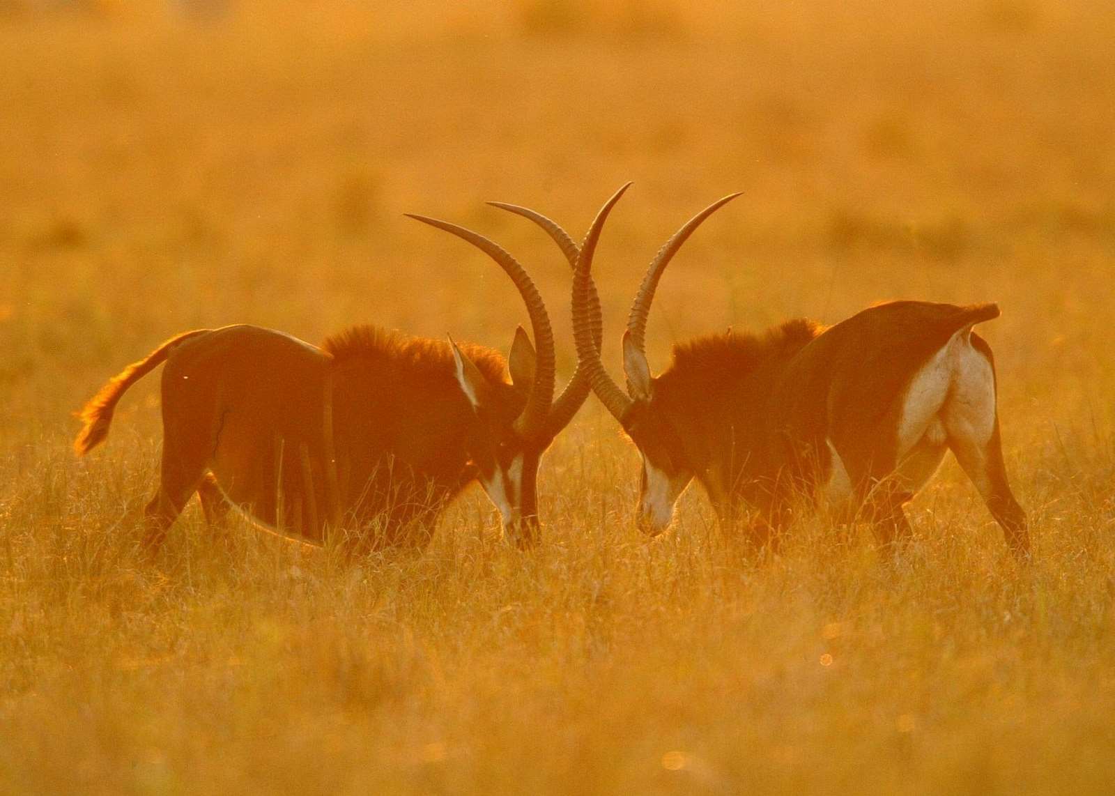 Chobe National Park and the Okavango Delta Tour | Audley Travel UK