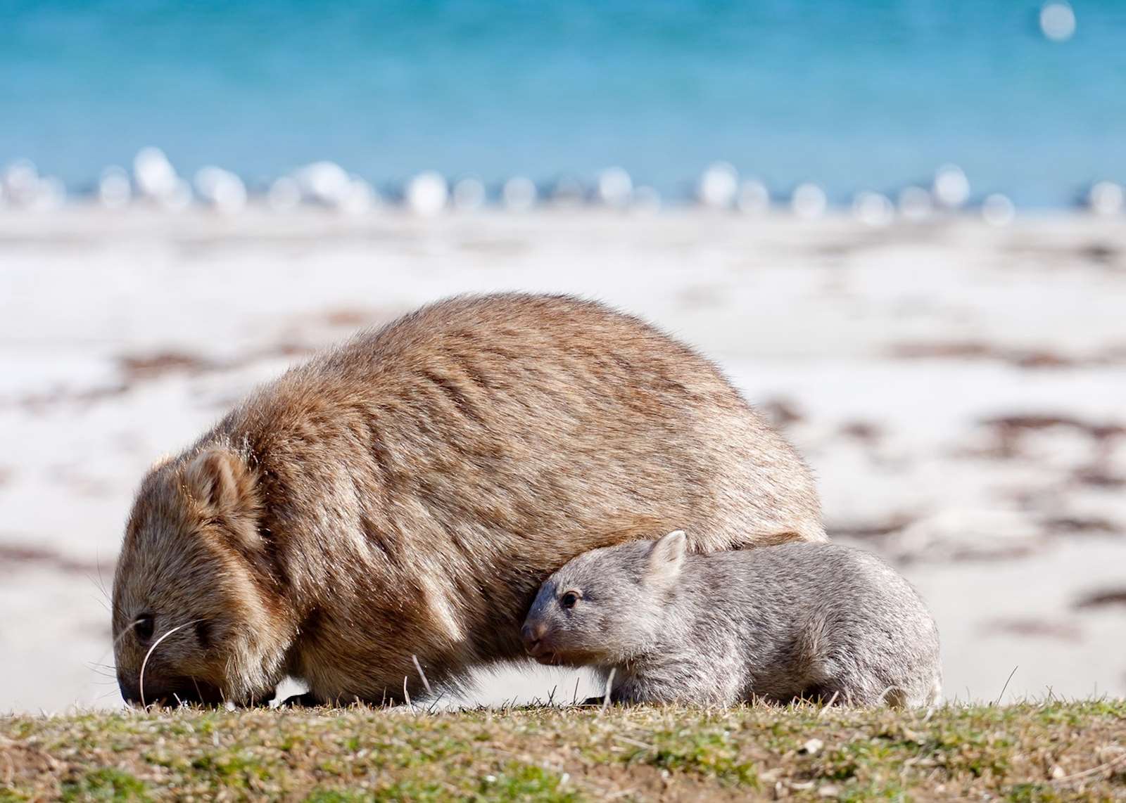 Australia's great walks: Tasmania & Western Australia | Audley Travel US