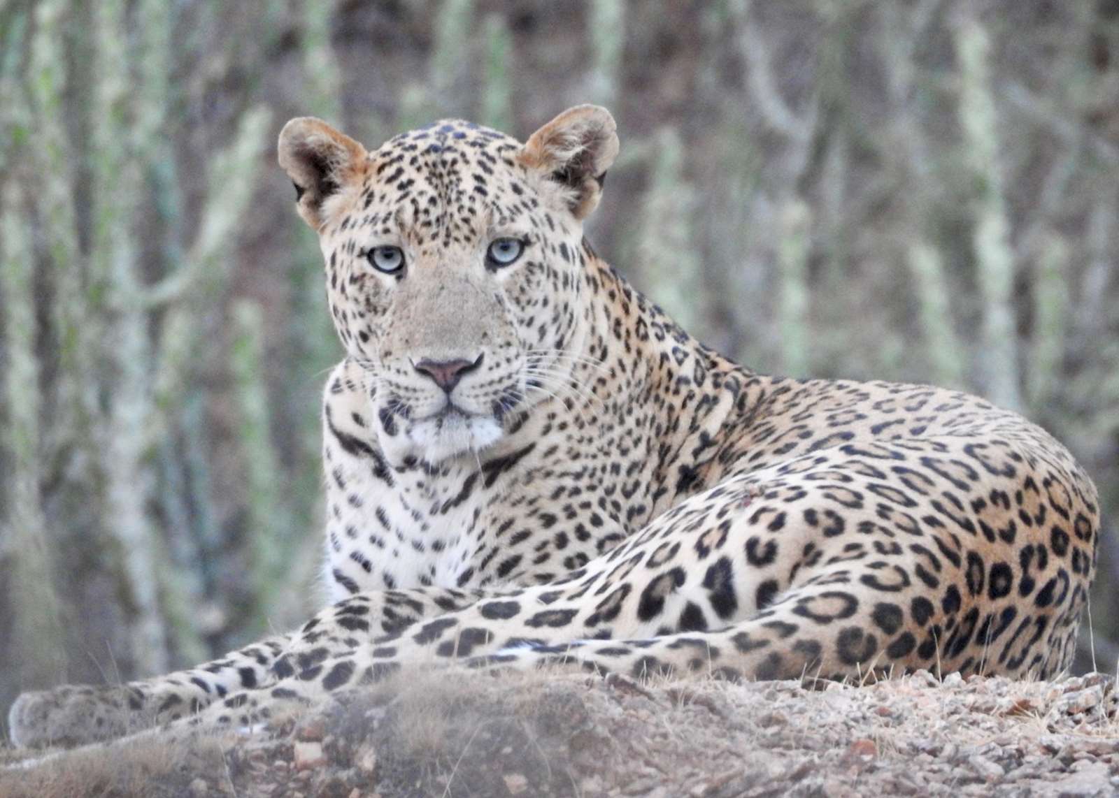 Classic Rajasthan tour: forts, palaces & rural villages | Audley Travel UK