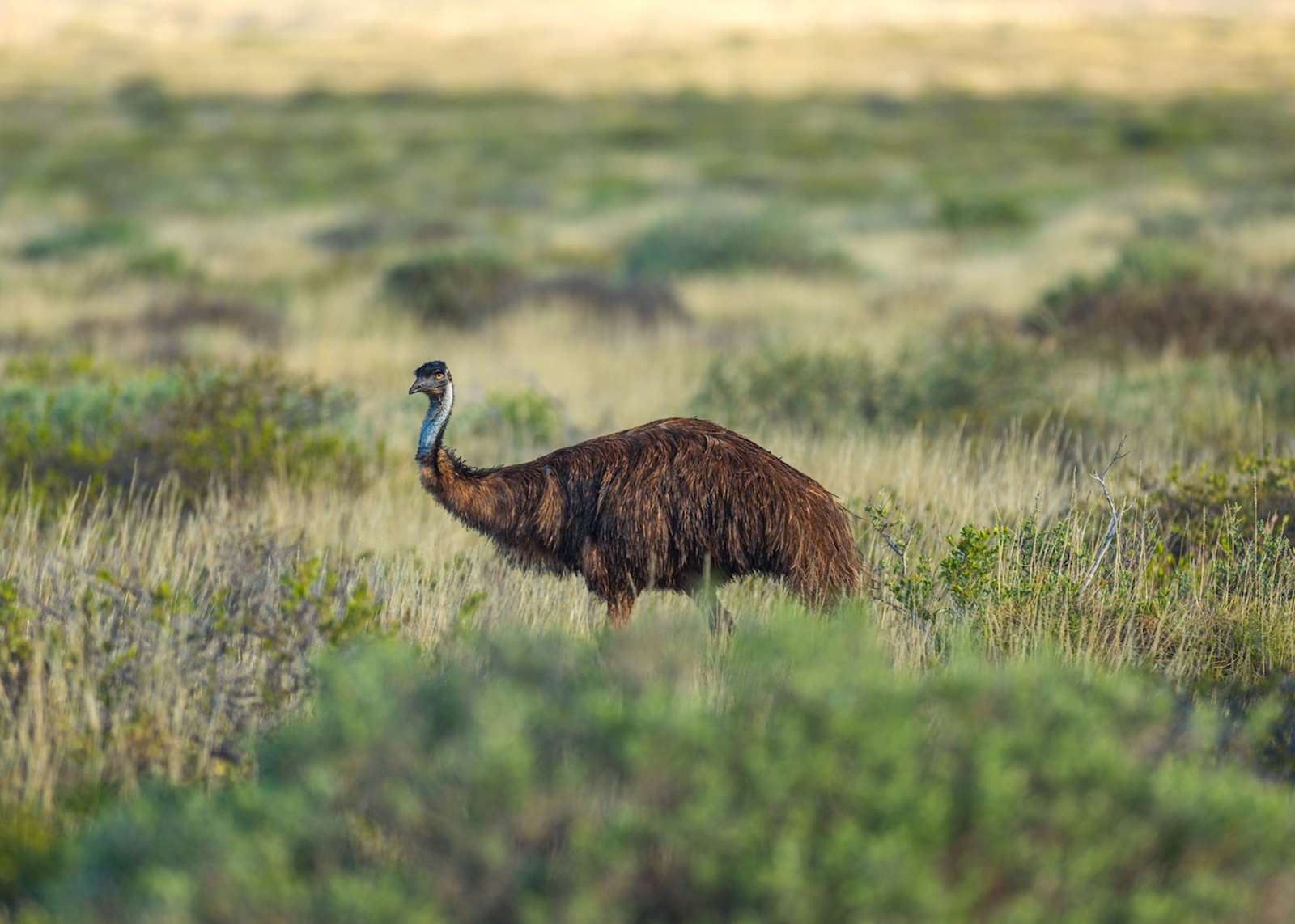 Western Australia's ultimate wildlife journey | Audley Travel US