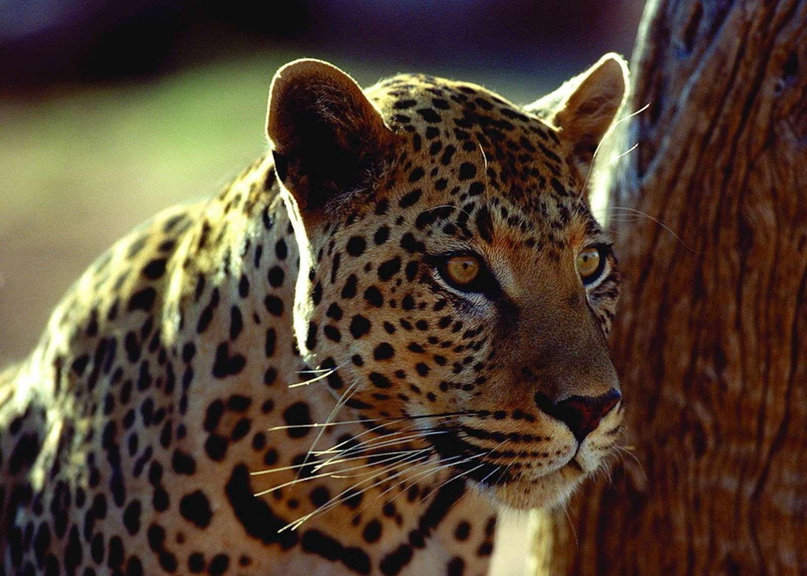 Namibia Self-Drive Safari Tour | Audley Travel US