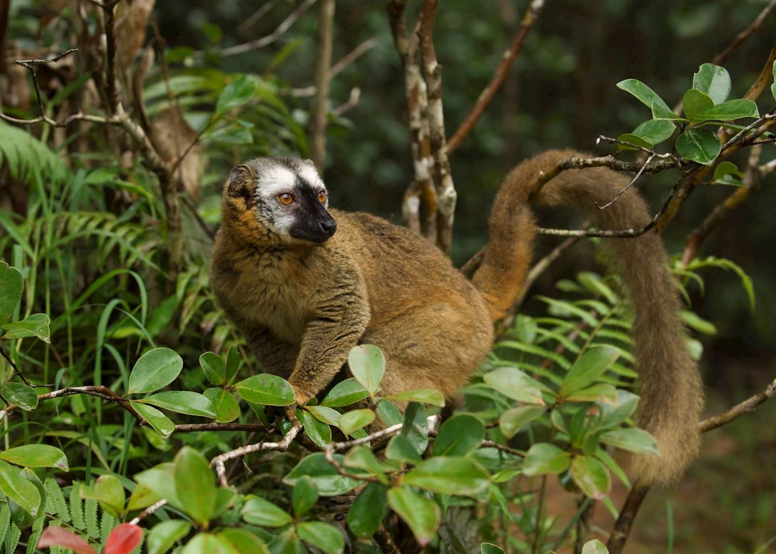 Wildlife and remote Madagascar | Audley Travel UK