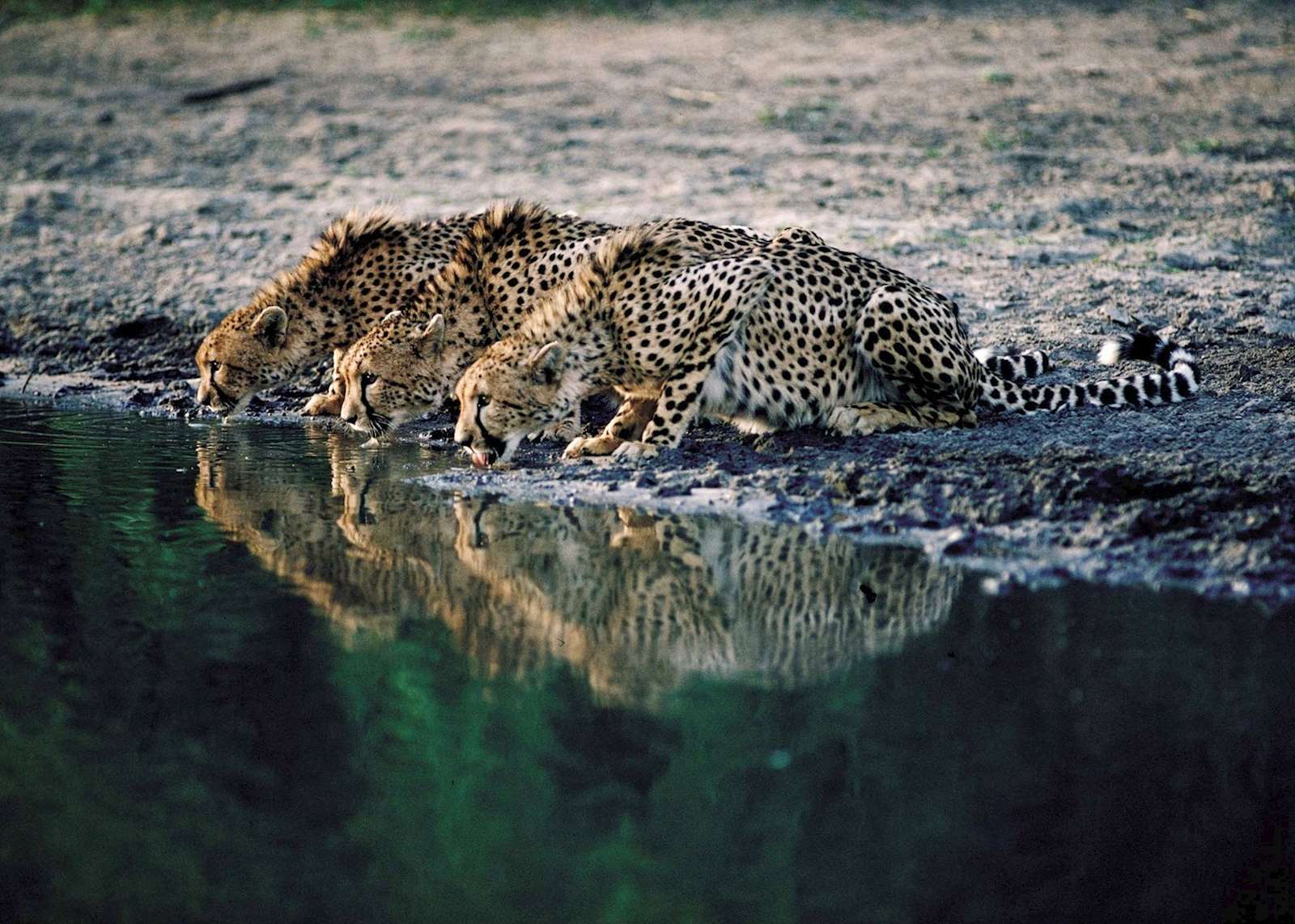 South Africa & Victoria Falls Family Itinerary | Audley Travel US