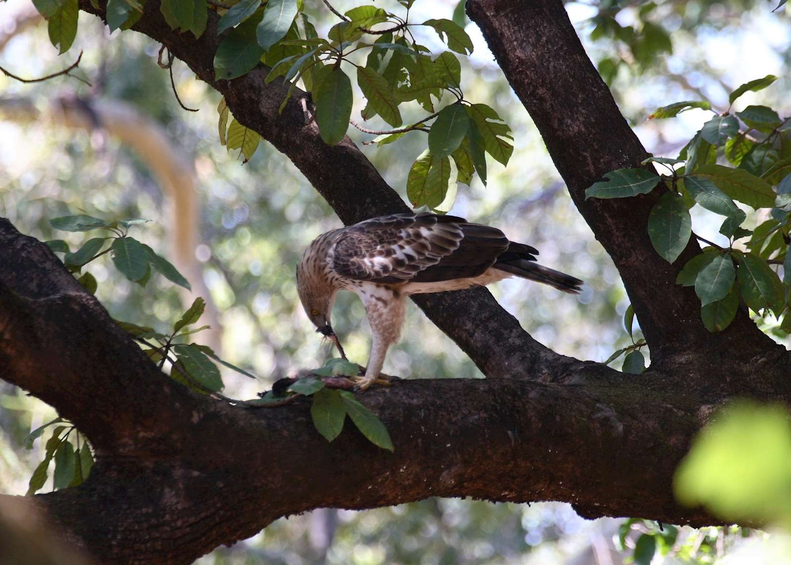 India's wildlife treasures | Audley Travel UK