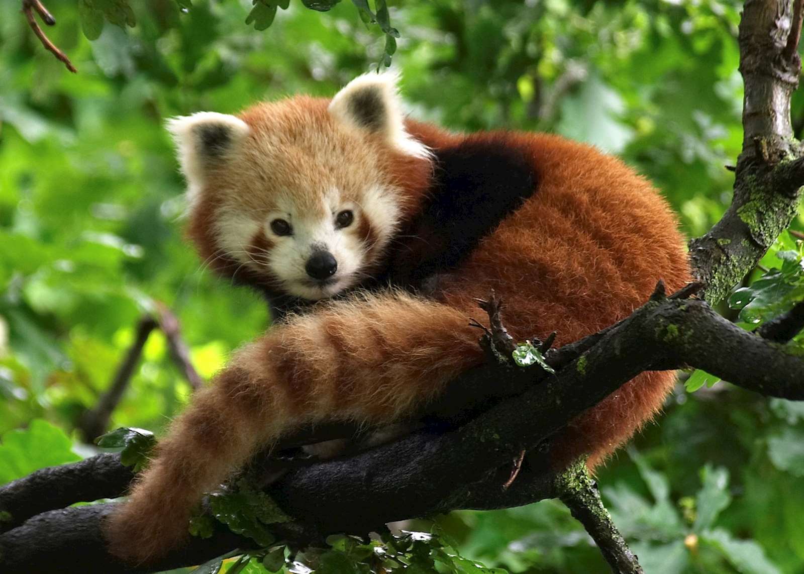 Sichuan & Yunnan explorer: pandas & mountains | Audley Travel US