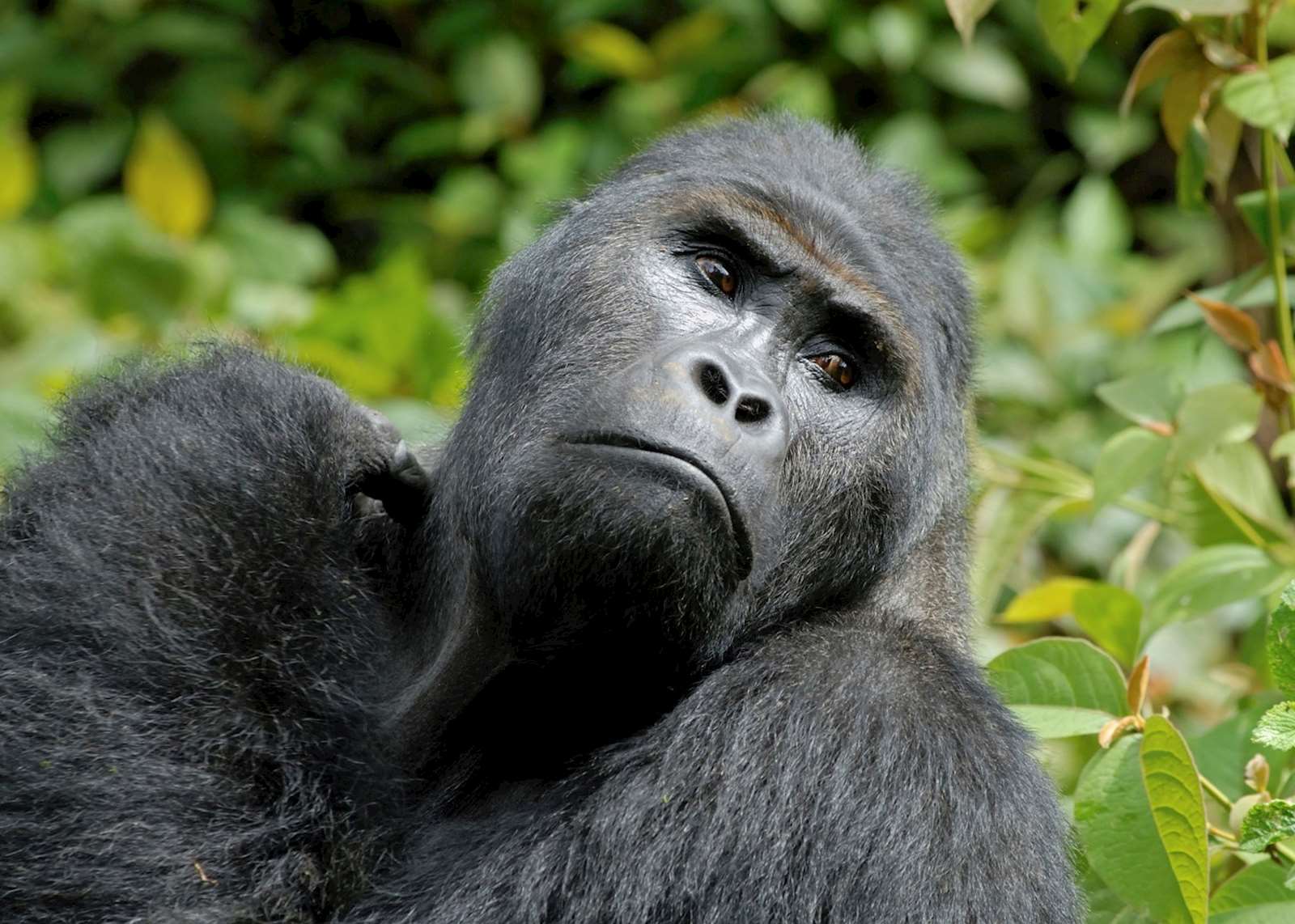 Gorillas & the Big Five: Rwanda & Kenya | Audley Travel US