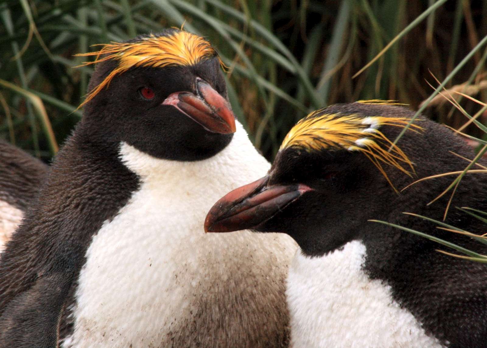 Antarctica’s wildlife: penguins, whales & more | Audley Travel CA