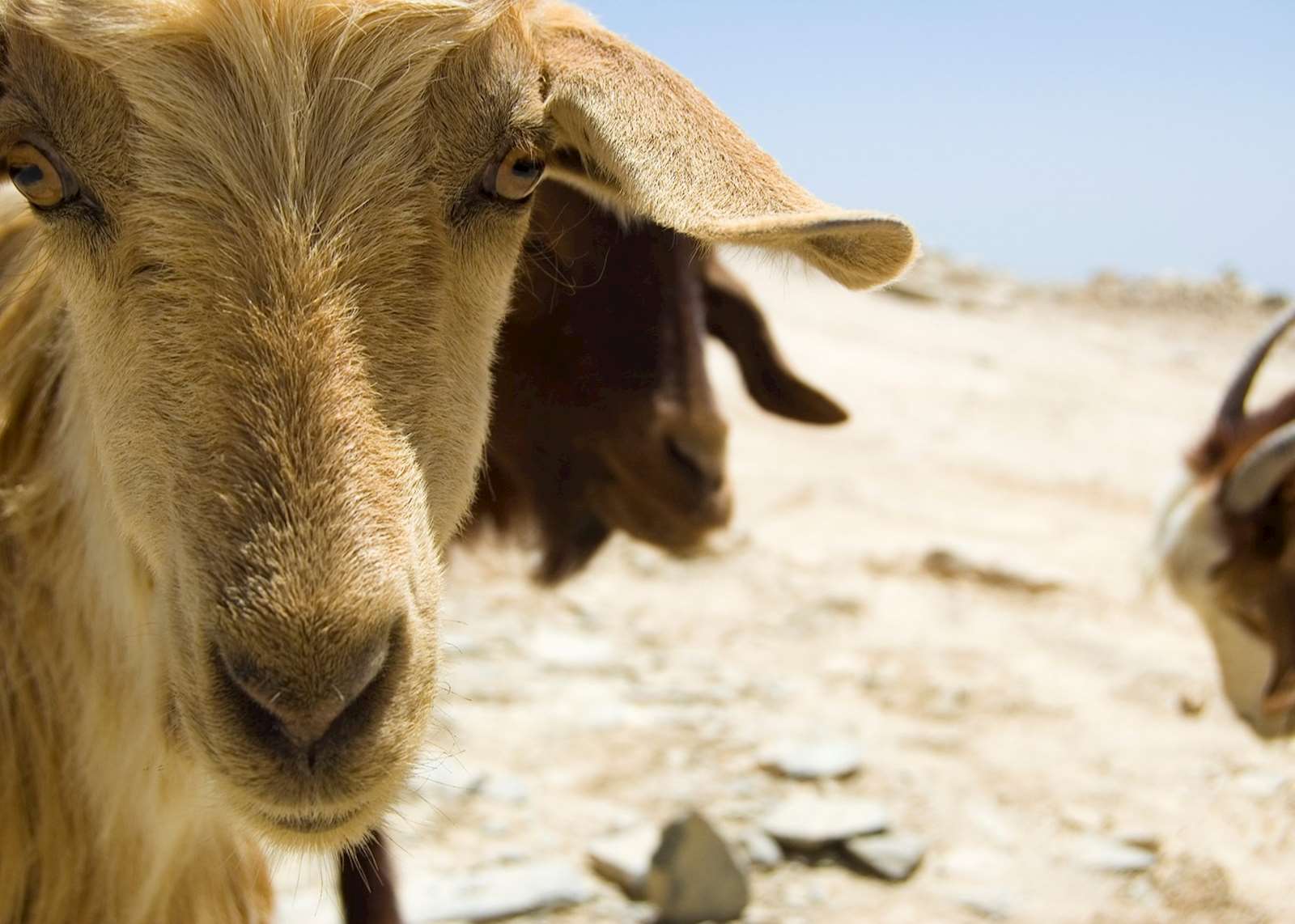 Classic Oman Tour | Itinerary Highlights | Audley Travel UK