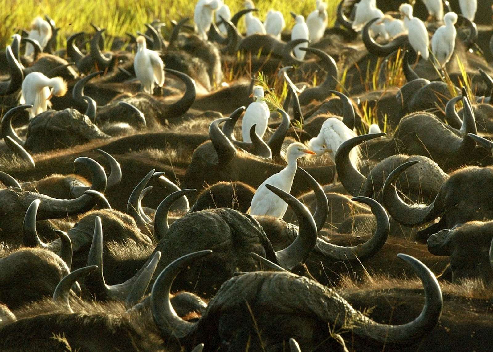 Luxury Botswana Safari Tour | Audley Travel UK