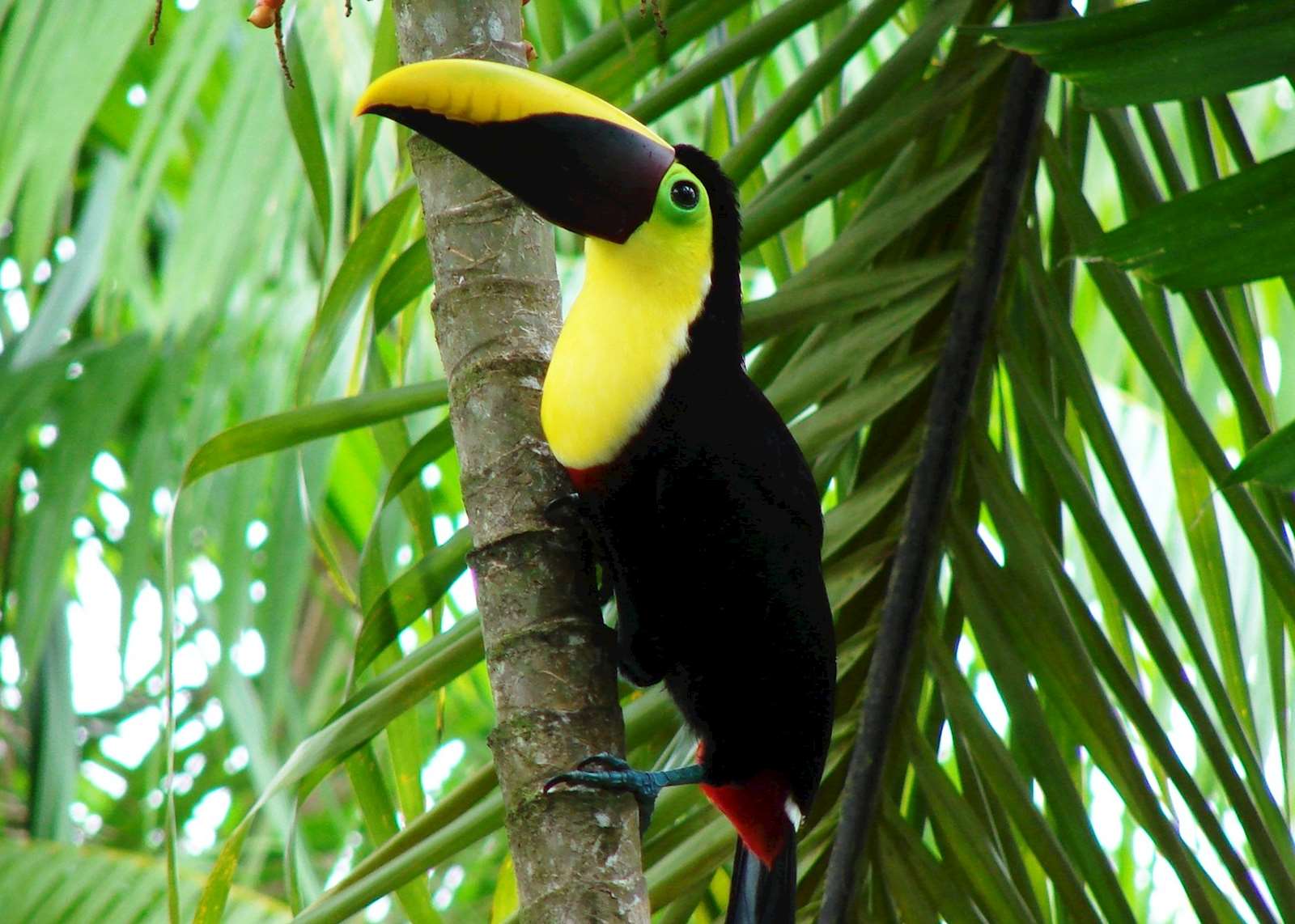 Luxury Tailor-Made Vacations In Costa Rica | Audley Travel US