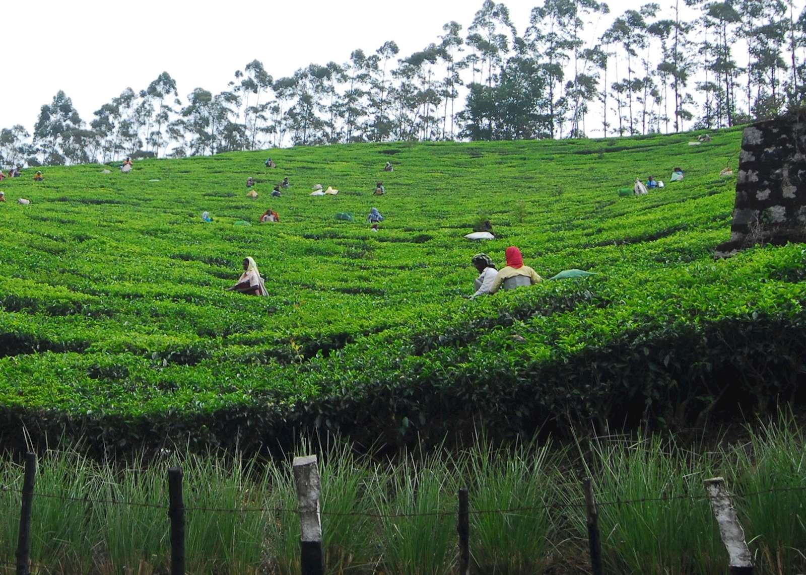 Classic Kerala tour: culture, tea, wildlife & backwaters | Audley Travel UK