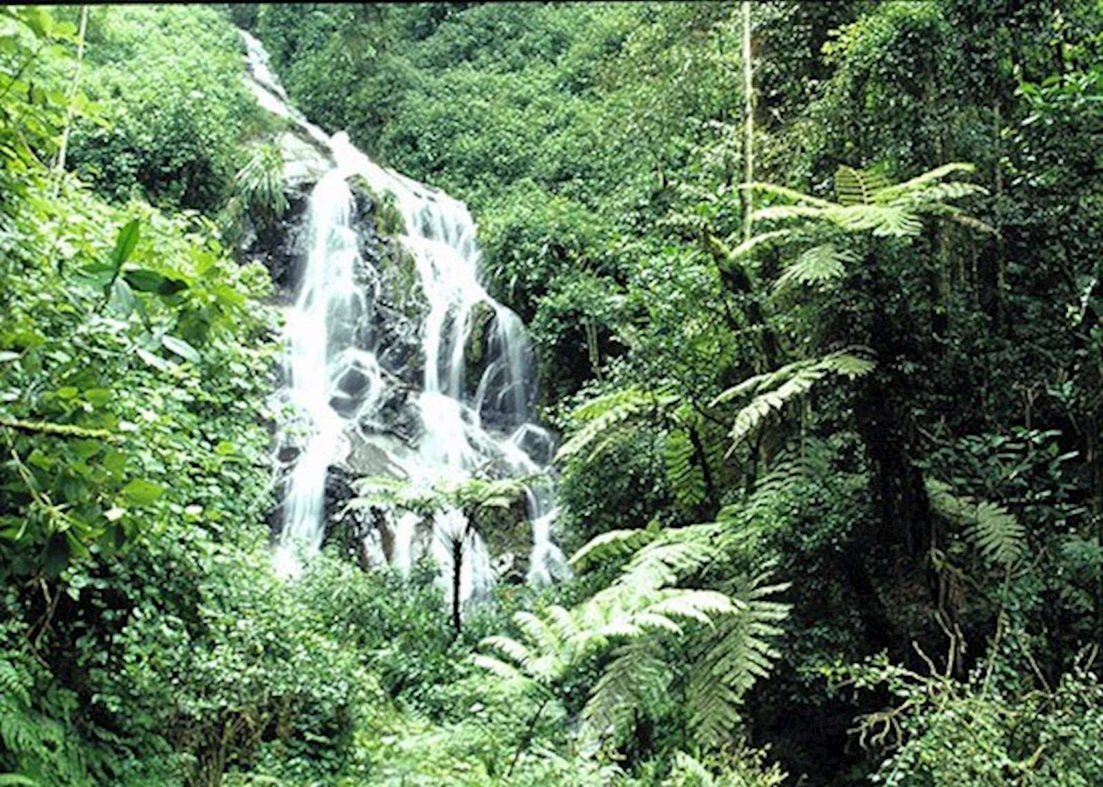 Ultimate Primate Experience itinerary | Audley Travel US