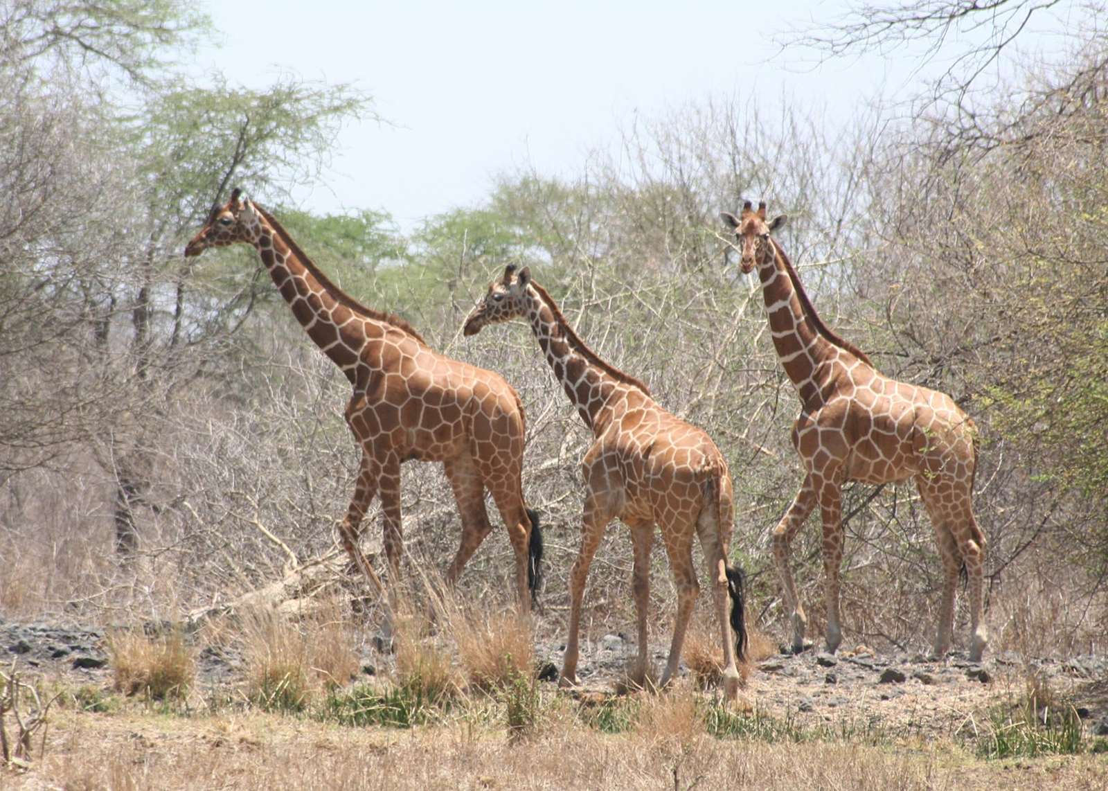 Ultimate Kenya safari: Amboseli & Masai Mara | Audley Travel US