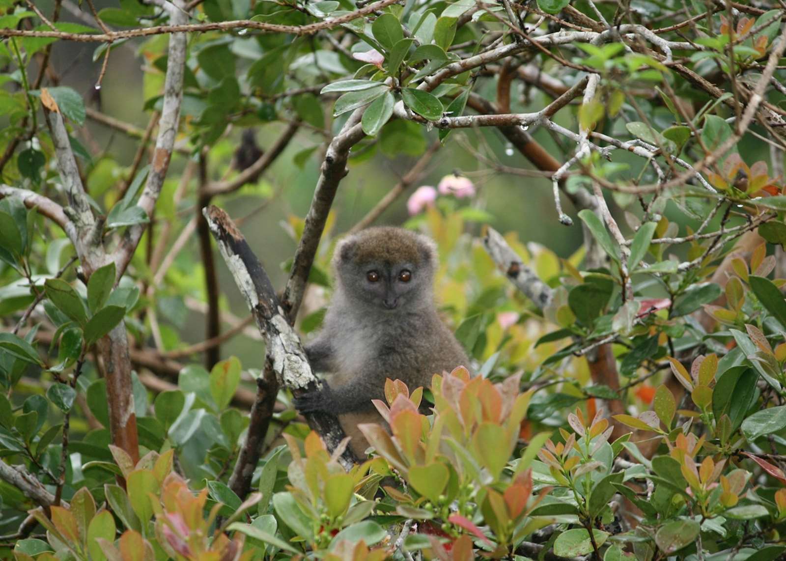 Madagascar rainforest & island escape | Audley Travel US