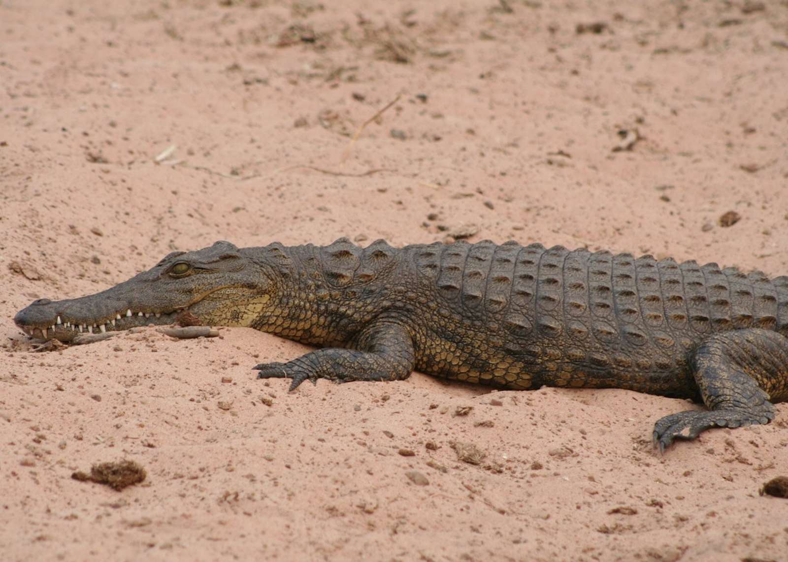 Mobile safari in the Okavango Delta & Chobe National Park | Audley ...