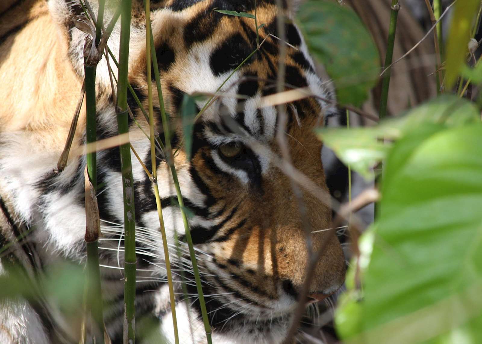 India's wildlife treasures | Audley Travel UK