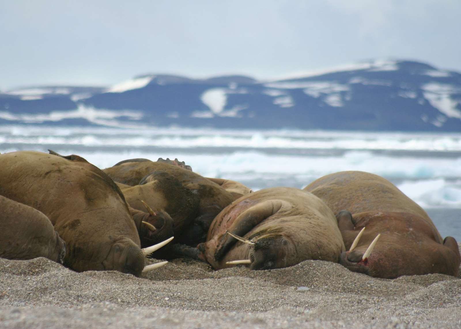 North Spitsbergen: 7-night cruise | Audley Travel US