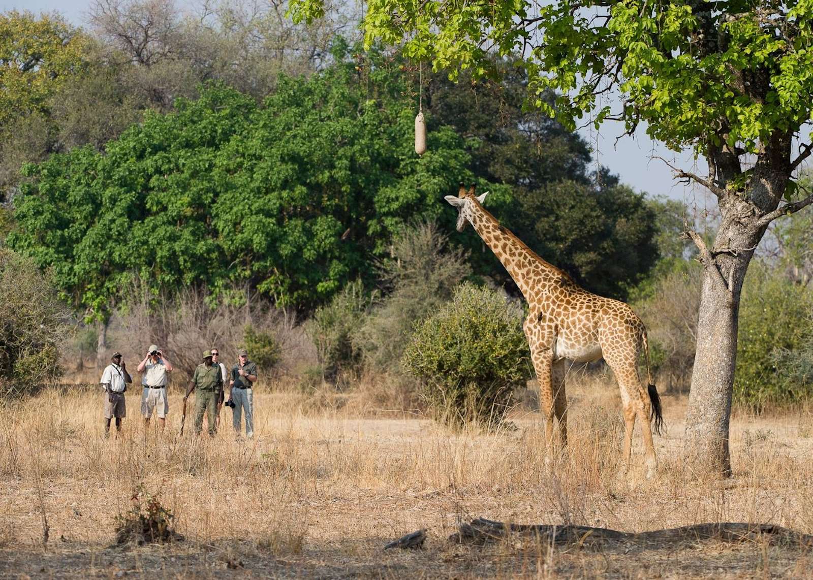 South Luangwa Safari Tour | Audley Travel US