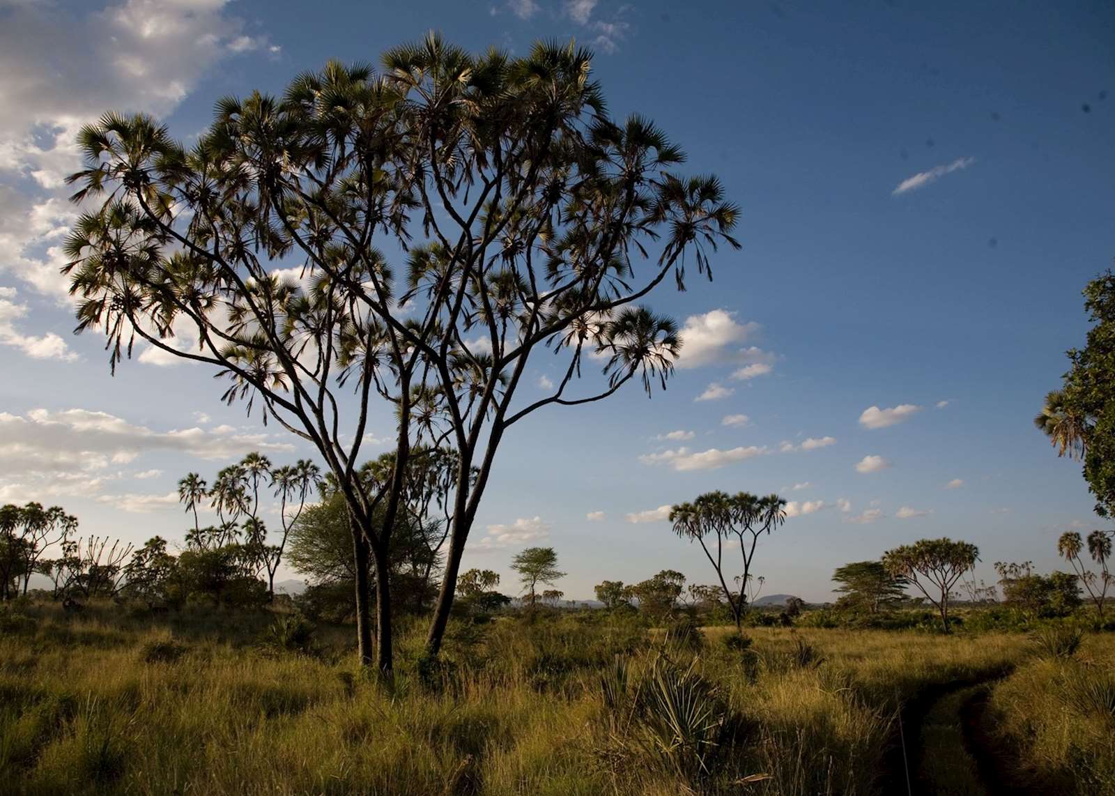 Ultimate Kenya safari: Amboseli, Meru & Masai Mara | Audley Travel UK