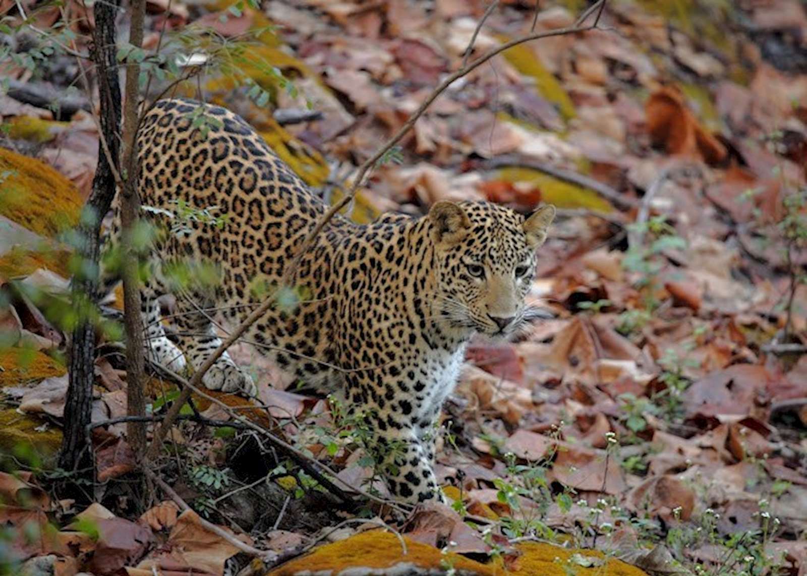 India Wildlife Tour | Audley Travel UK