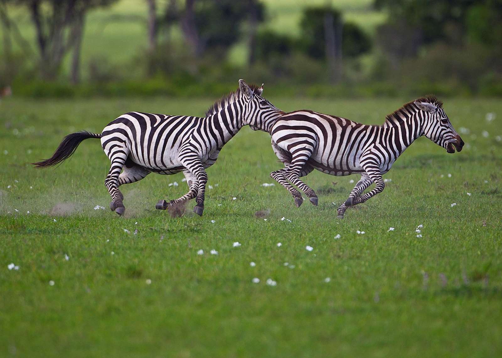 Gorillas & the Big Five: Rwanda & Kenya | Audley Travel US