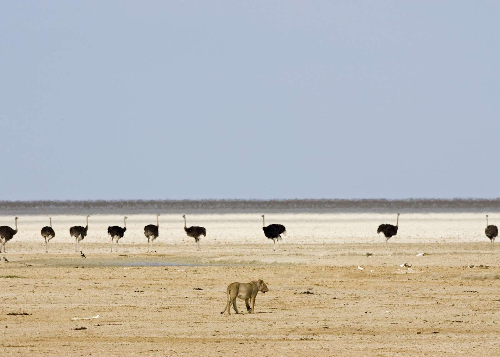 Namibia's highlights by private escorted tour | Audley Travel US
