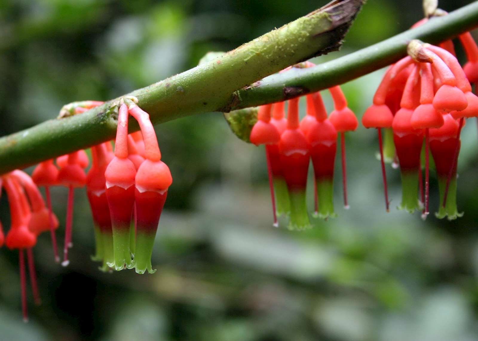 Luxury Ecuador & Galapagos tour | Audley Travel US