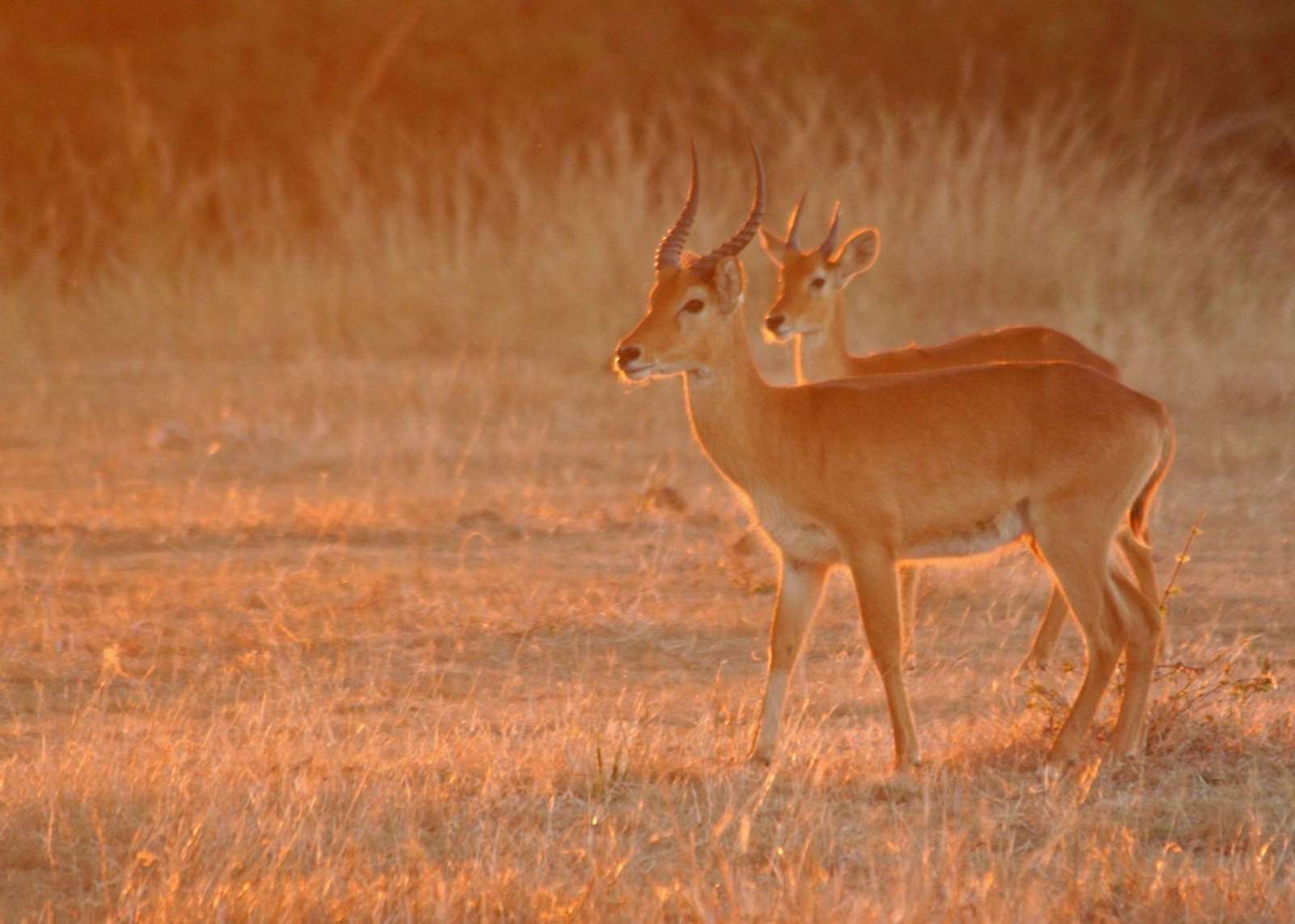 Ultimate Zambia Safari Tour | Audley Travel US