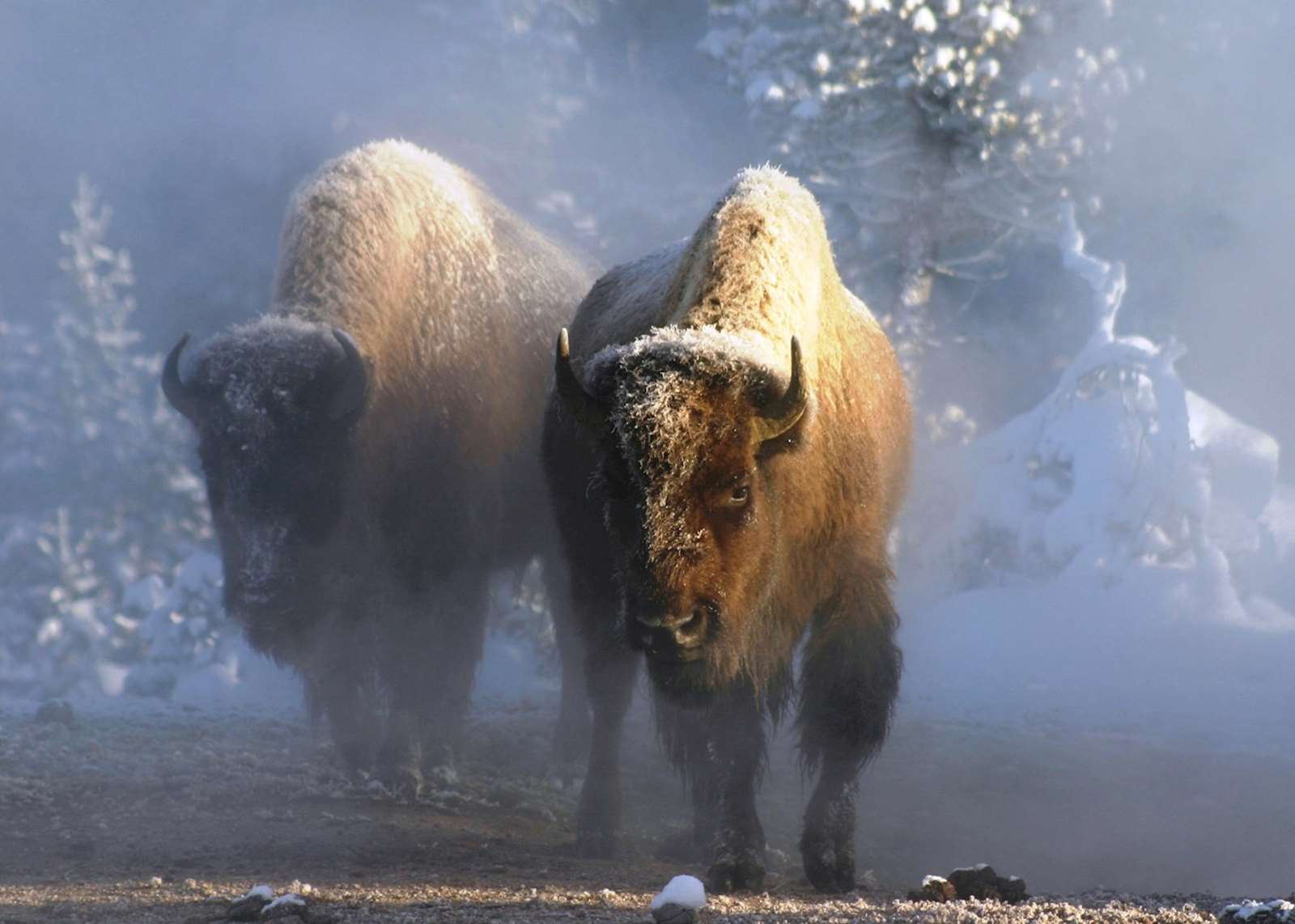 Luxury Yellowstone National Park discovered | Audley Travel US