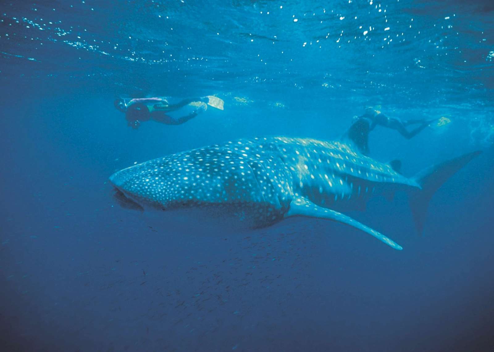 Western Australia with a Ponant cruise | Audley Travel UK