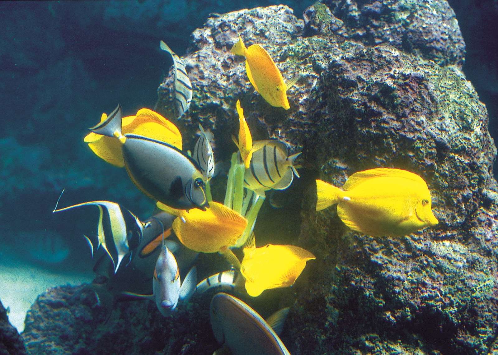 Remote French Polynesia Aranui cruise | Audley Travel US