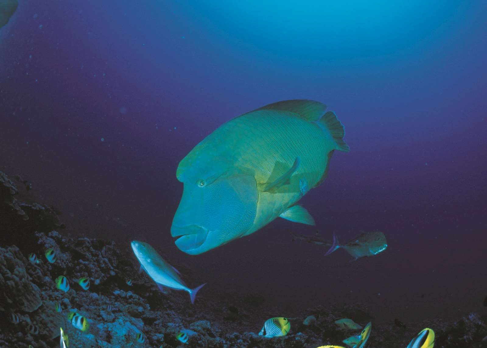 French Polynesia Luxury Tour | Audley Travel UK