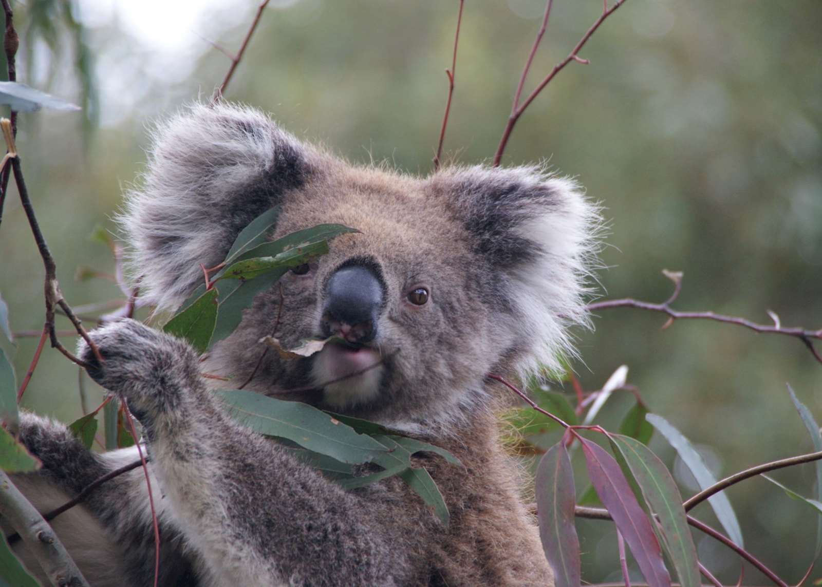Wine & wildlife — Australia’s ultimate safari | Audley Travel UK