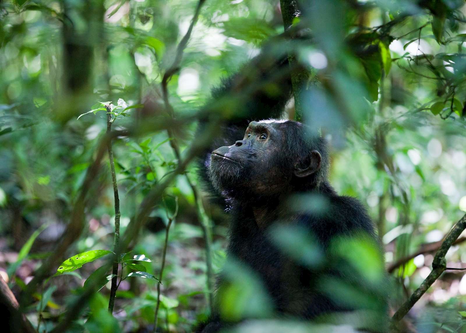 Uganda Primate Watching Luxury Tour | Audley Travel US