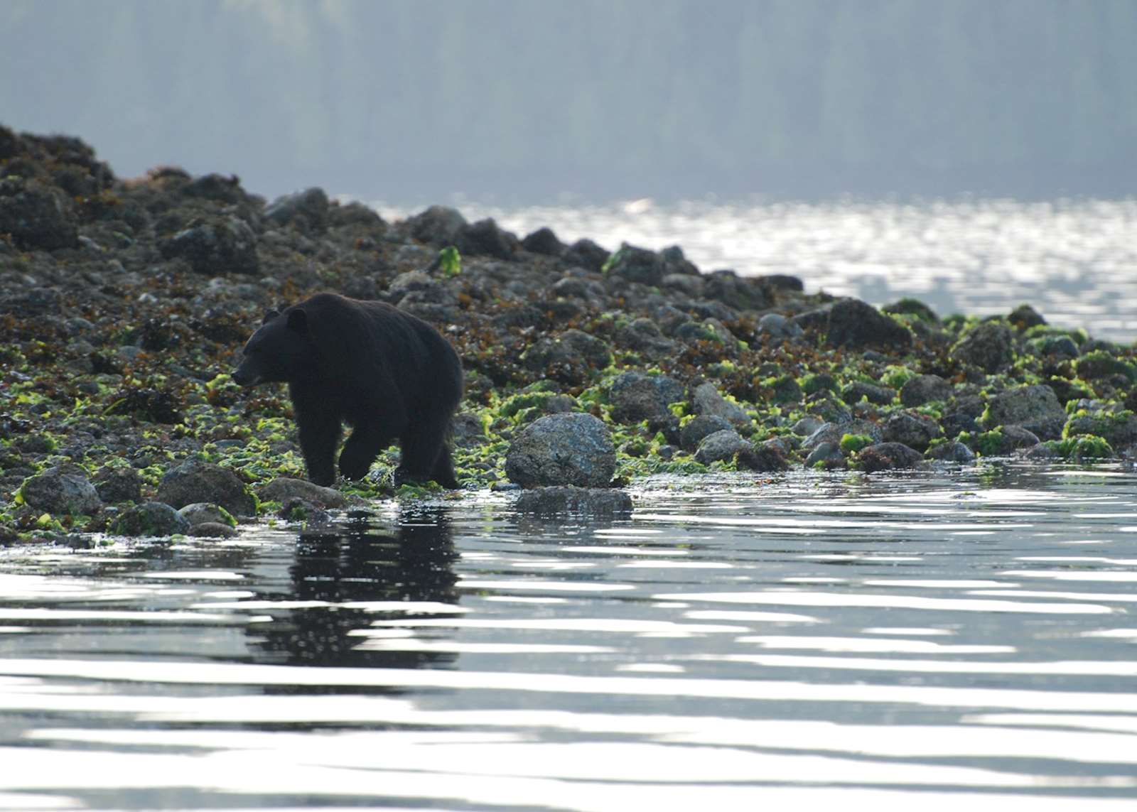 Bears & whales of Vancouver Island | Audley Travel UK