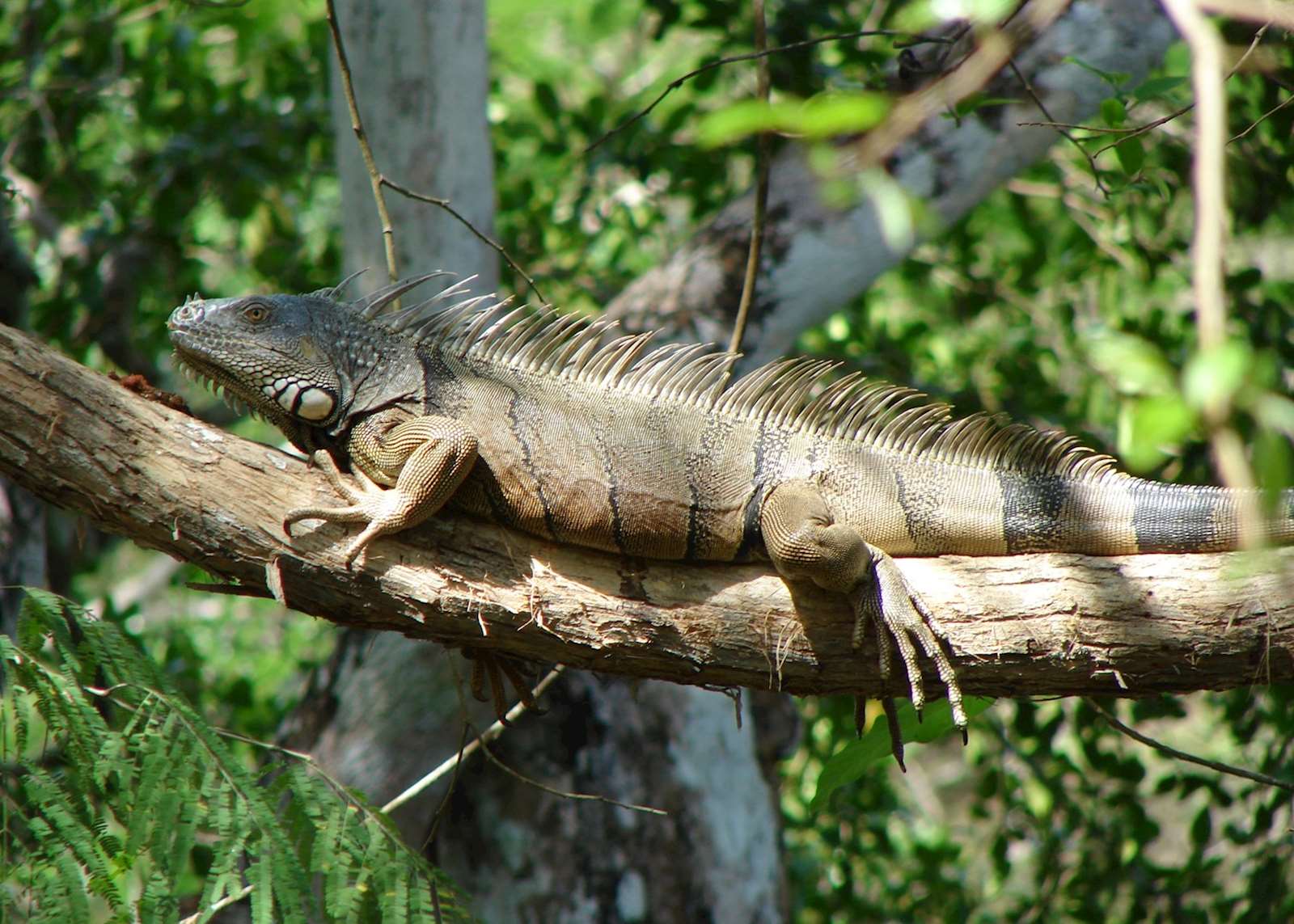 Simply Belize: Jungle & Beach Tour | Audley Travel UK
