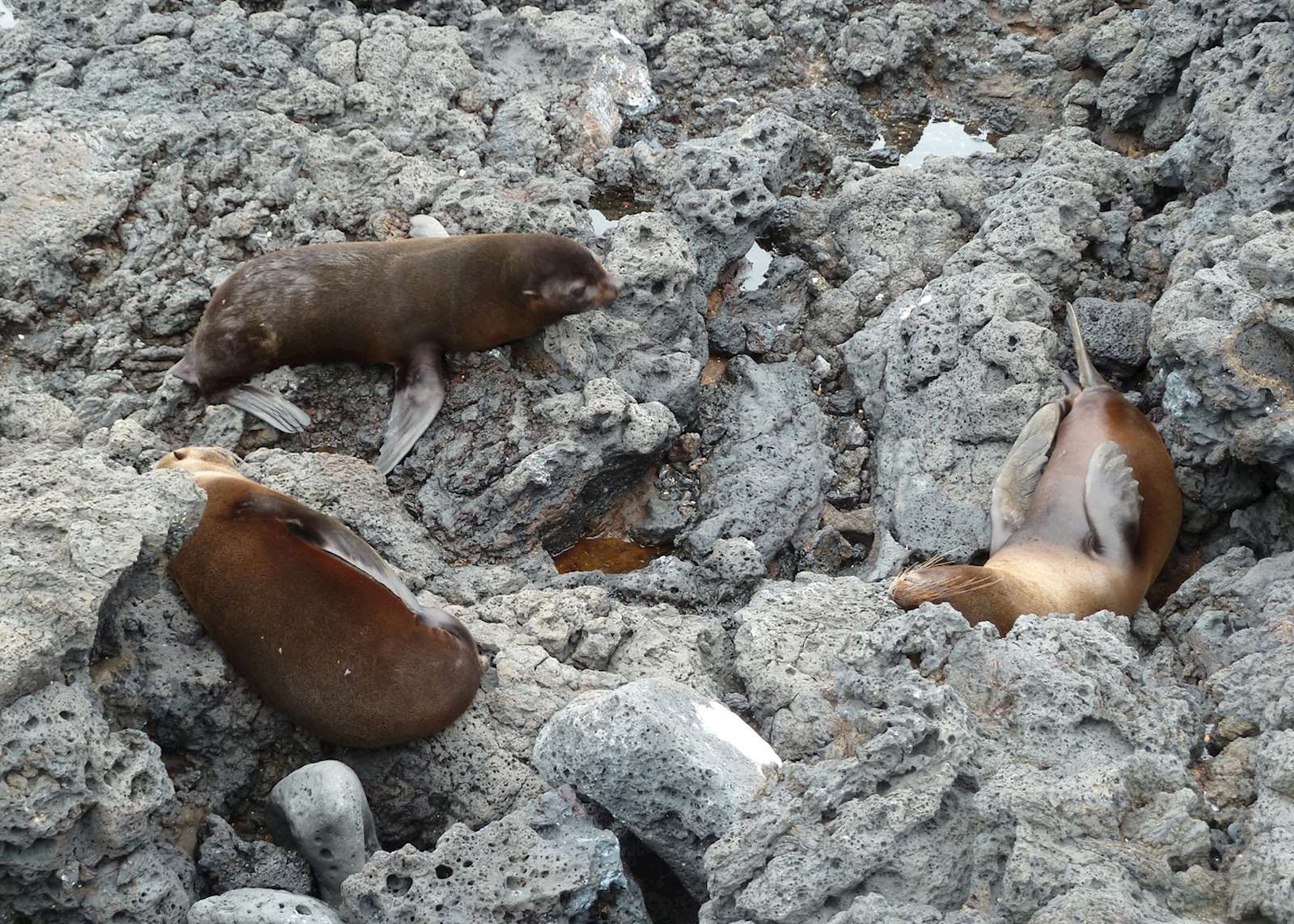 Wildlife of Ecuador: Amazon & Galapagos | Audley Travel UK