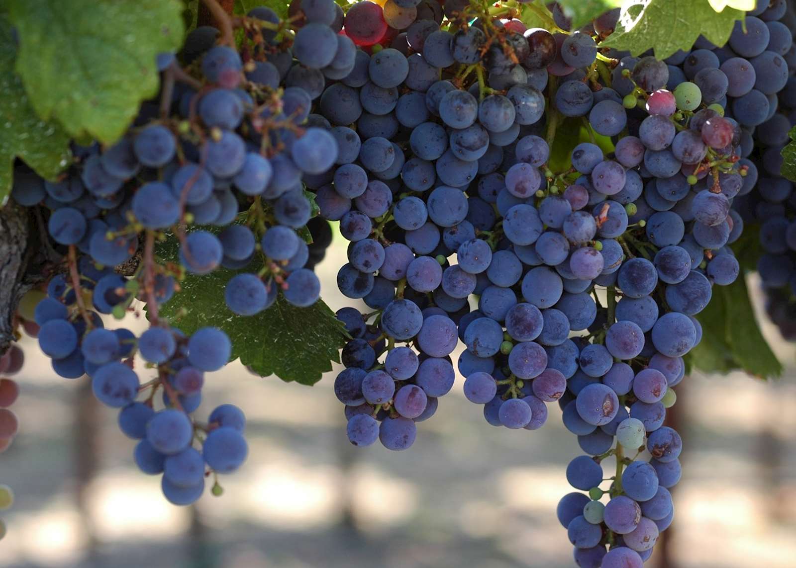 Northern California Self-Drive Tour | Audley Travel UK