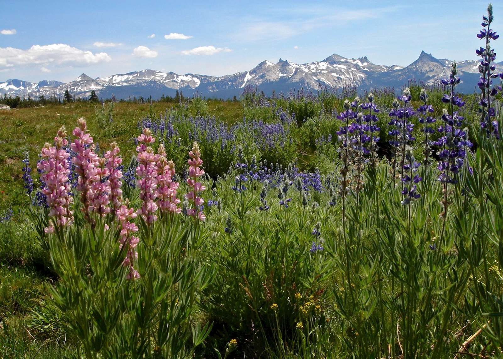 Yosemite National Park and the City by the Bay | Audley Travel US