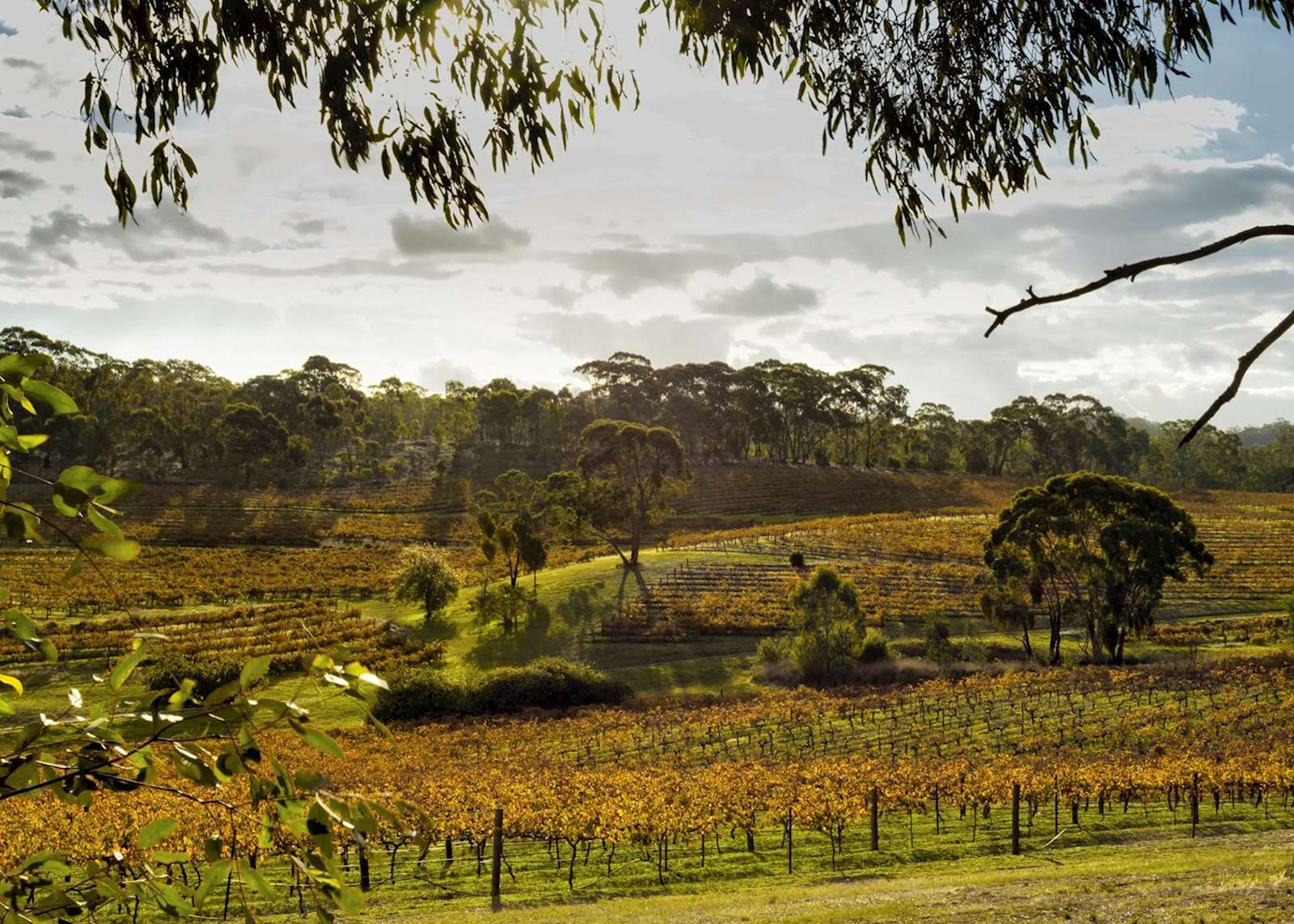 South Australia's wine, wildlife & Outback self-drive | Audley Travel US