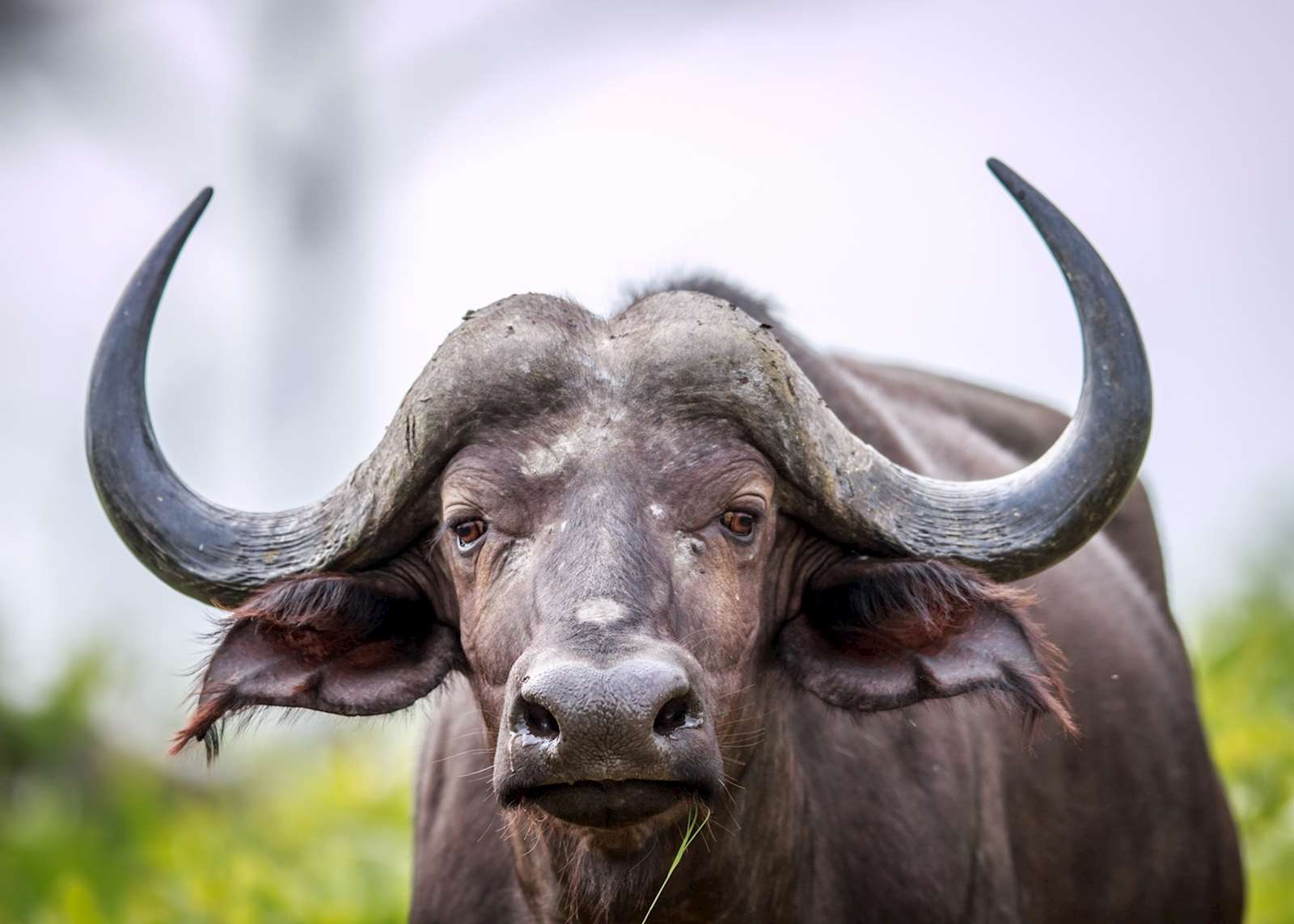 Top Ten African Safari Animals | Audley Travel US