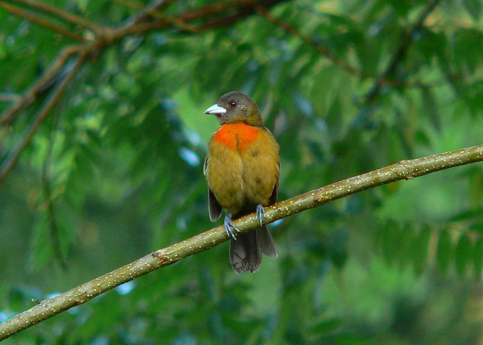 Birdwatching in Costa Rica | Audley Travel UK