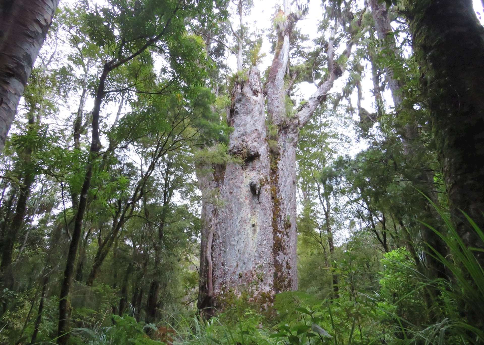 Visit The Kauri Coast in New Zealand | Audley Travel US